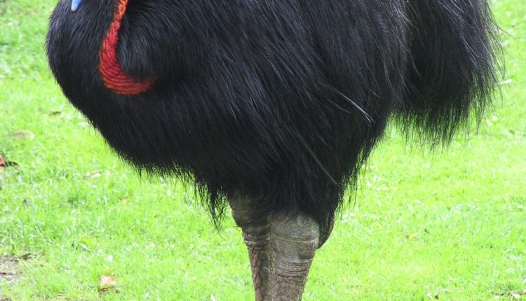 Ave mais perigosa do mundo: conheça o Casuar - Viralizou.net
