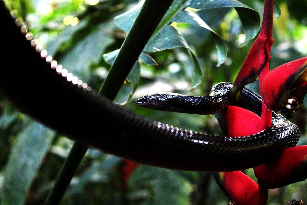Muçurana: descubra a “cobra do bem” que se alimenta de outras cobras ...