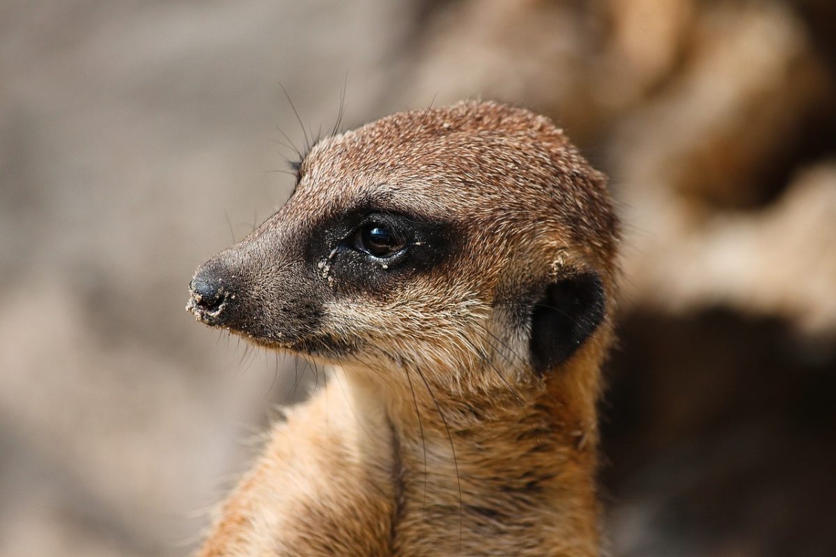 5 curiosidades sobre o mangusto, o mamífero capaz de vencer as cobras ...