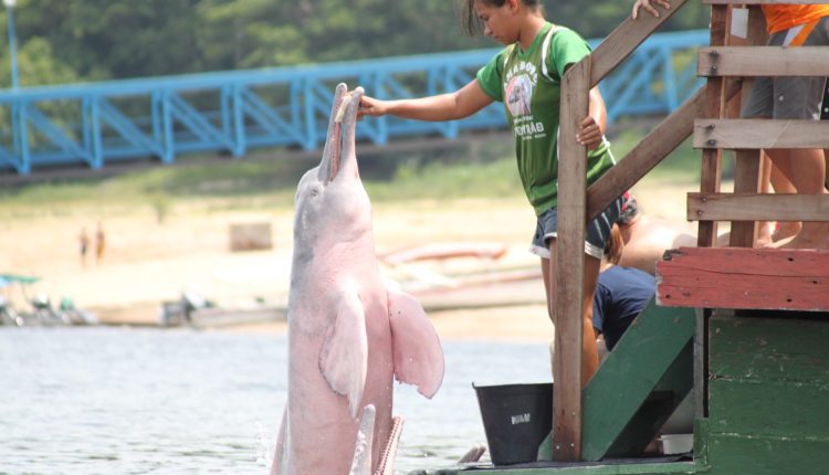 Boto-cor-de-rosa: conheça a espécie dona de uma lenda curiosa ...