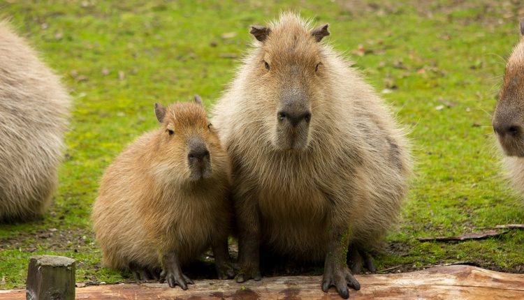 7 coisas que você precisa saber sobre as capivaras - Viralizou.net