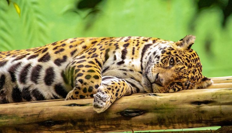 Maior felino das Américas: veja 6 curiosidades sobre a onça-pintada ...