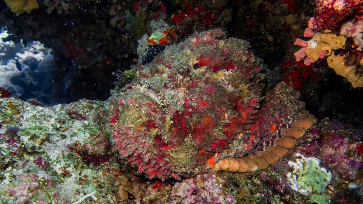Conheça o peixe-pedra, uma das espécies mais venenosas do oceano ...