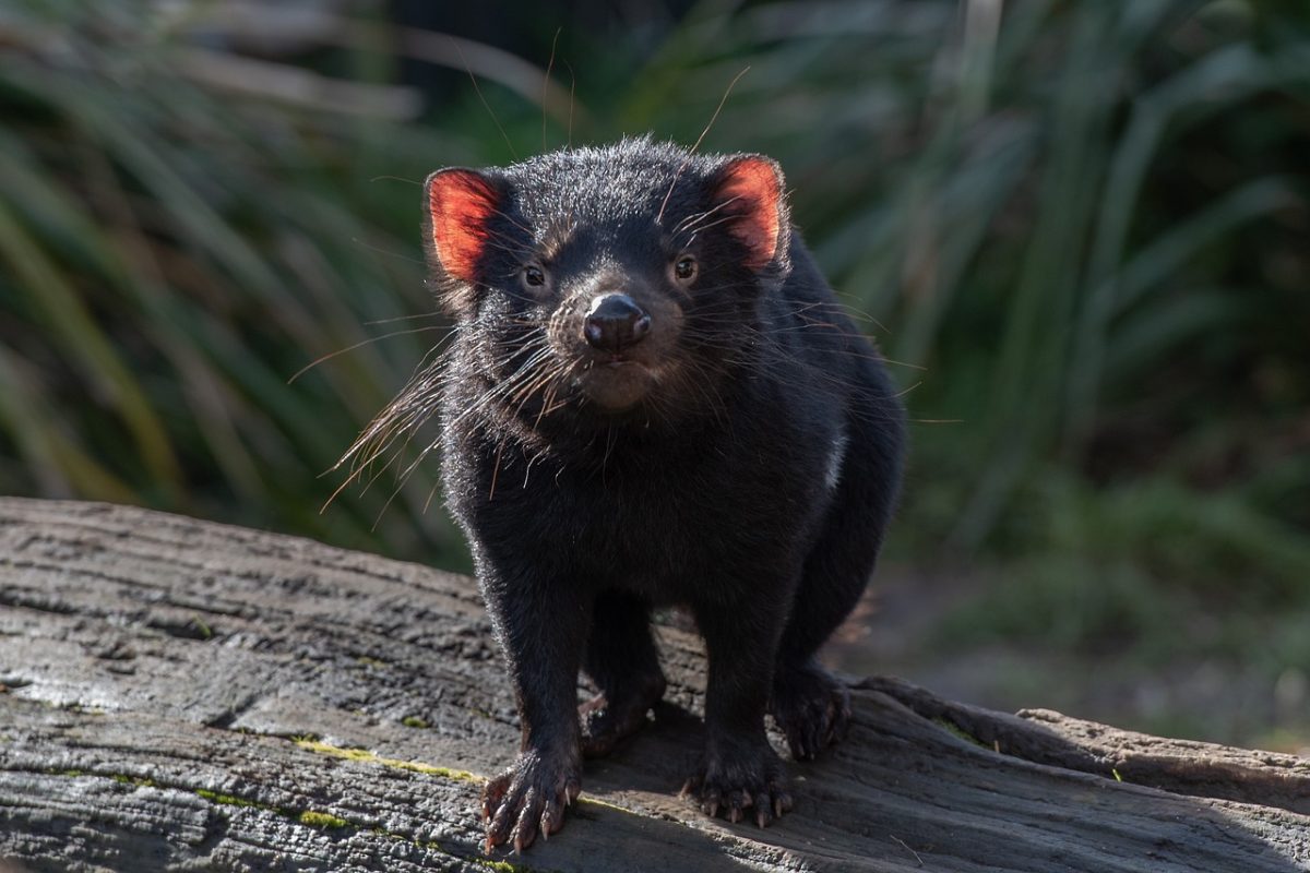 Conheça 5 dos animais mais fedorentos da natureza - Viralizou.net