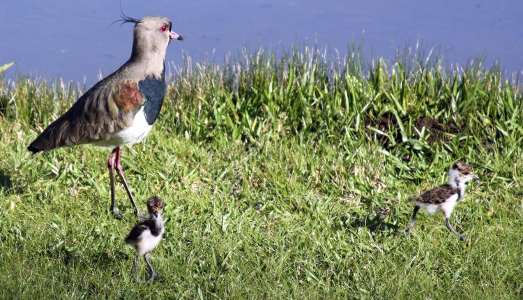 Animal monogâmico e mais: descubra 7 curiosidades sobre o quero-quero ...