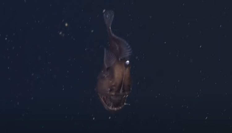 Diabo negro do mar: veja como vive o “peixe com luz” | Viralizou.net