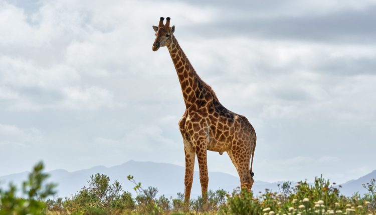 6 curiosidades sobre a girafa, o animal mais alto do mundo - Viralizou.net