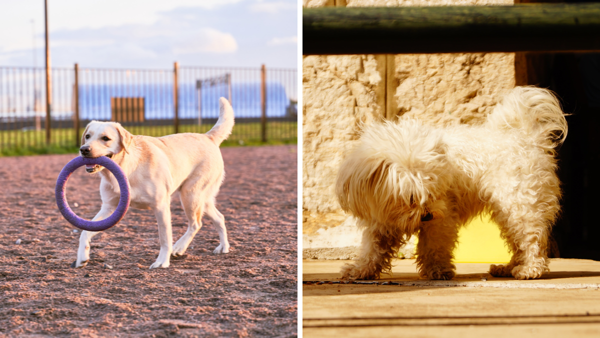 Por que os cachorros abanam o rabo? - Viralizou.net